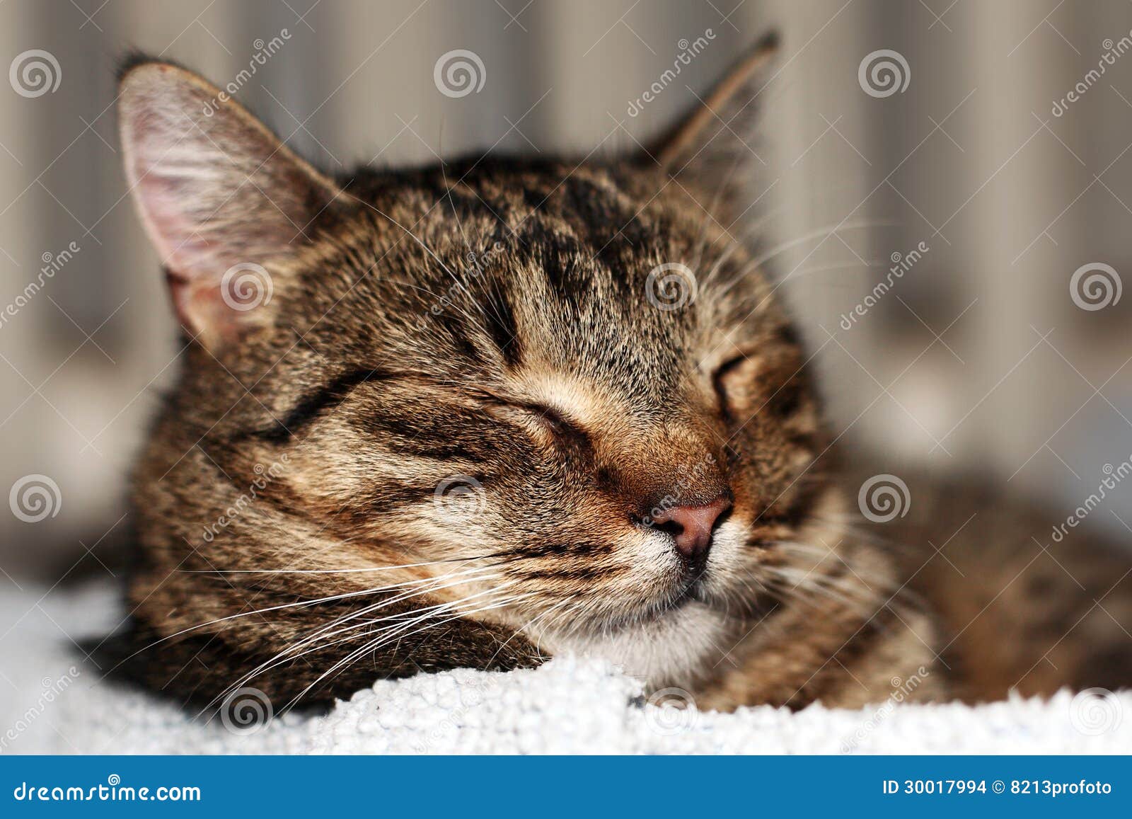 Resting cat stock photo. Image of jumping, pets, kitty - 30017994