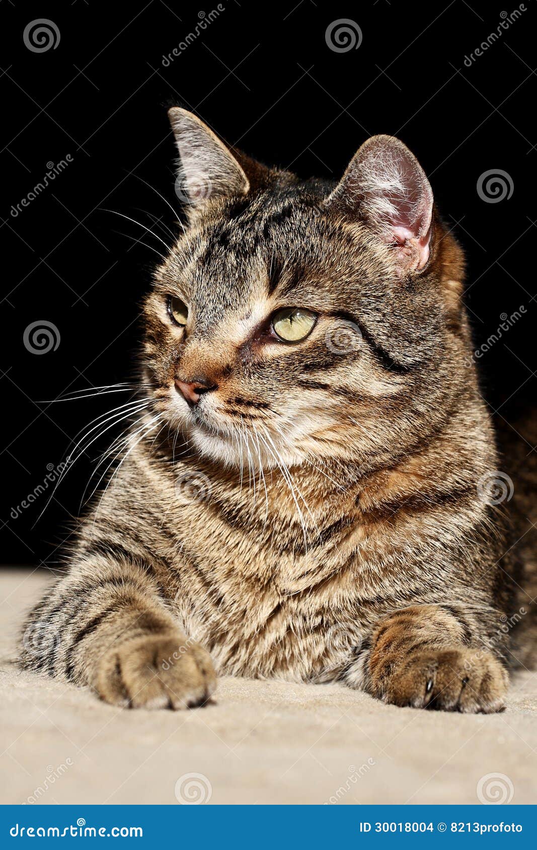 Resting cat stock photo. Image of adorable, funny, puss - 30018004