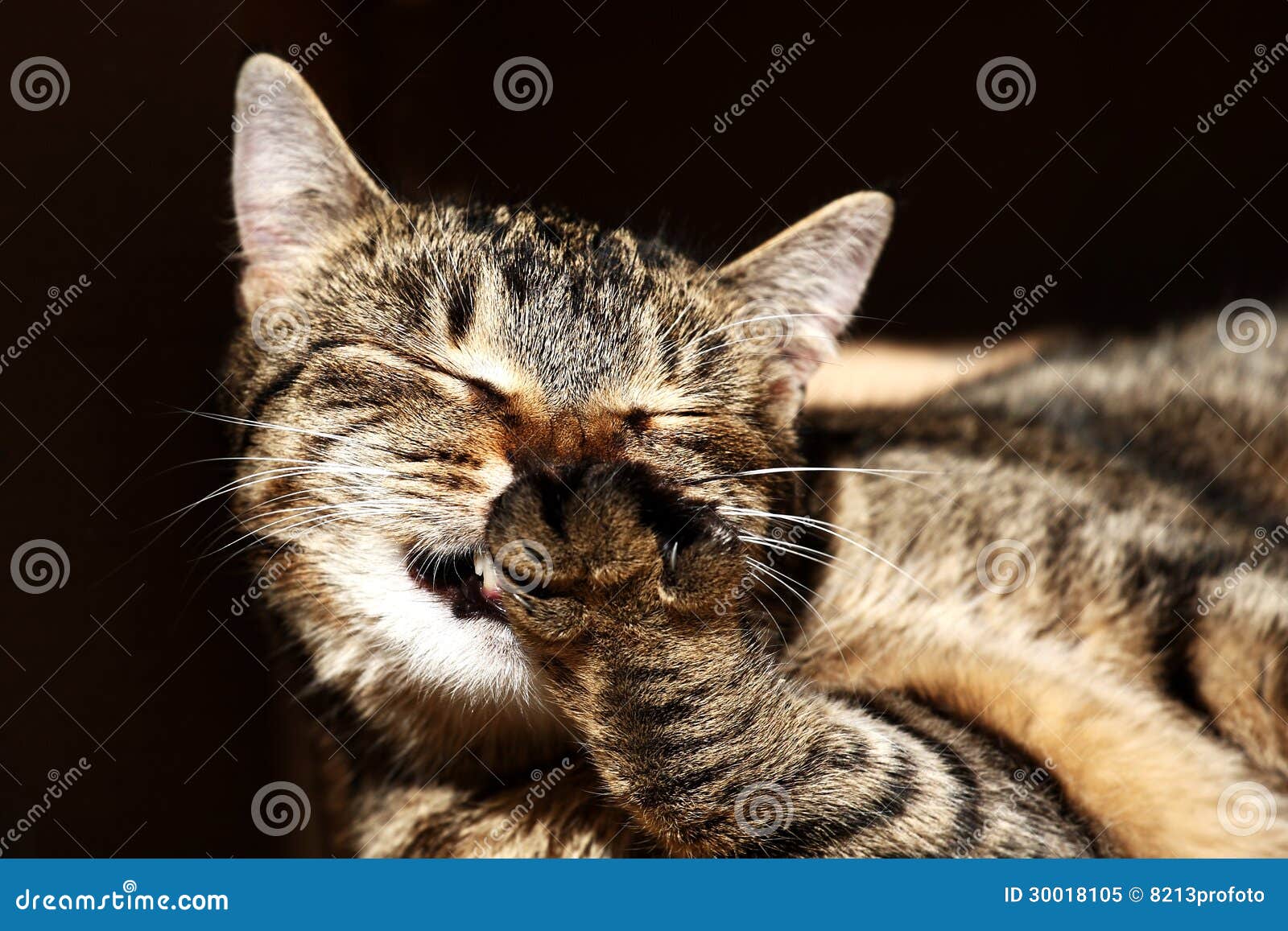 Resting cat stock image. Image of looking, pretty, domestic - 30018105