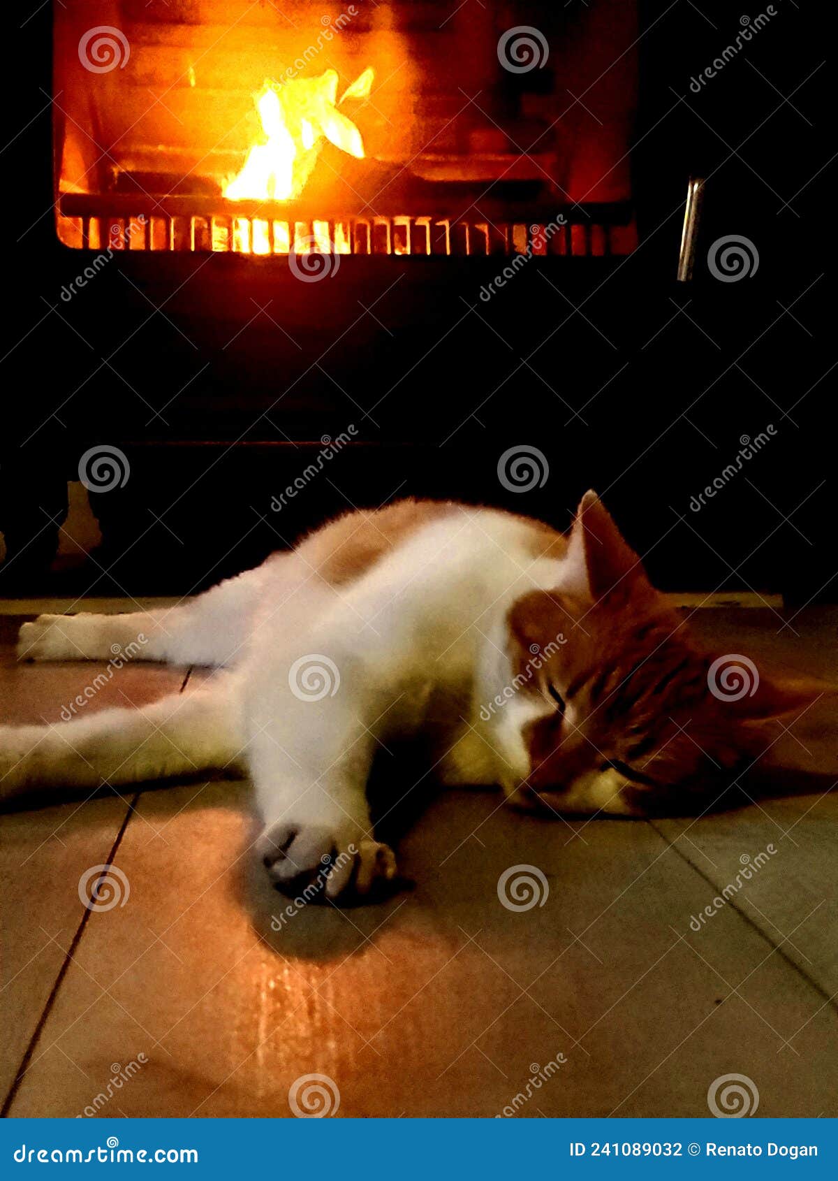 Cat, resting by the fire stock photo. Image of yellow - 241089032