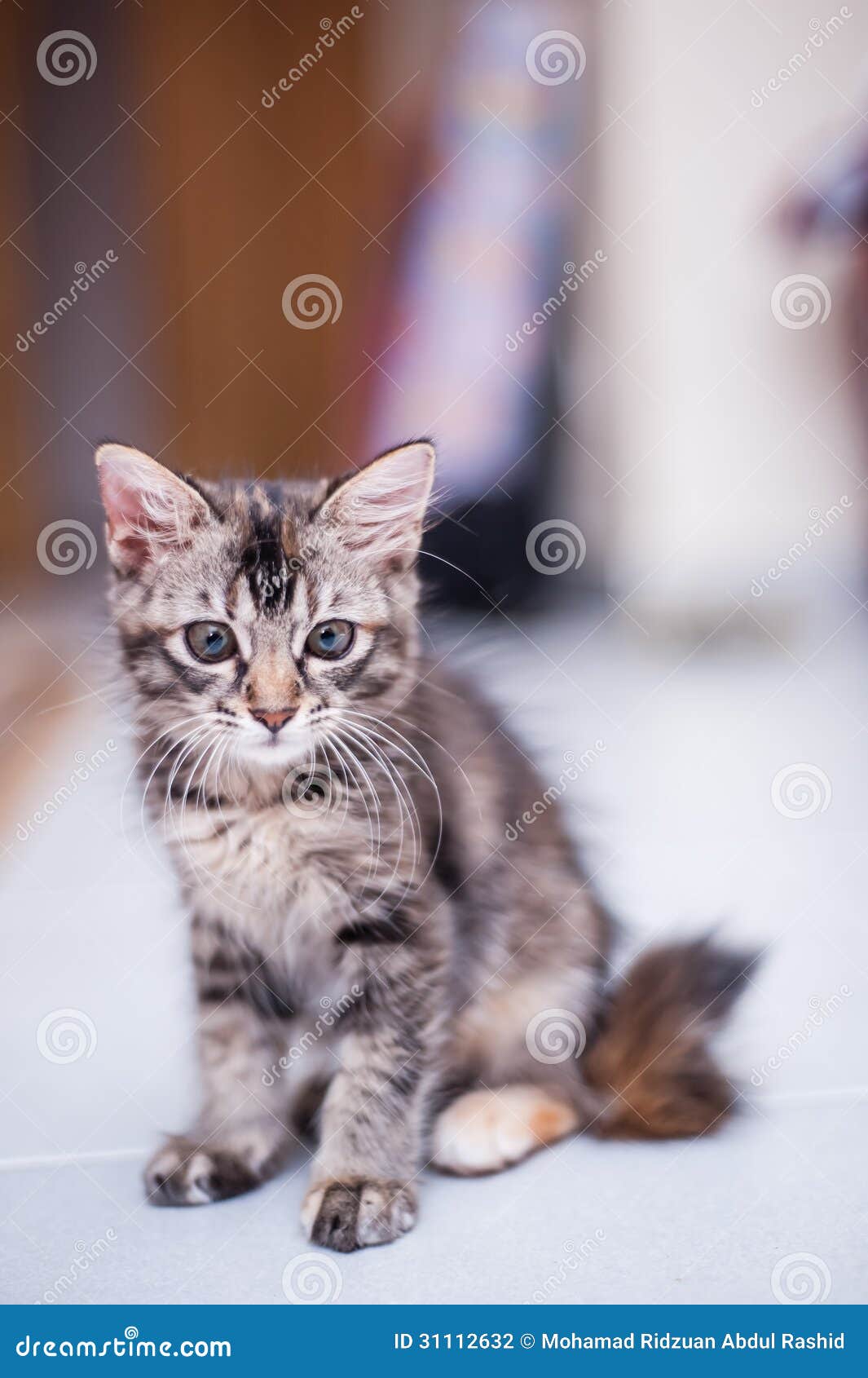 Cat resting on the floor stock photo. Image of pose, mammals - 31112632