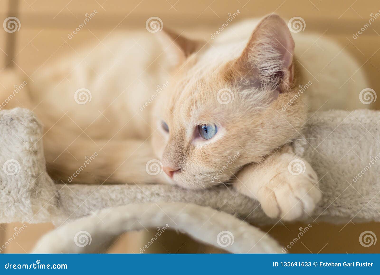 Cat resting at home stock image. Image of portrait, home - 135691633