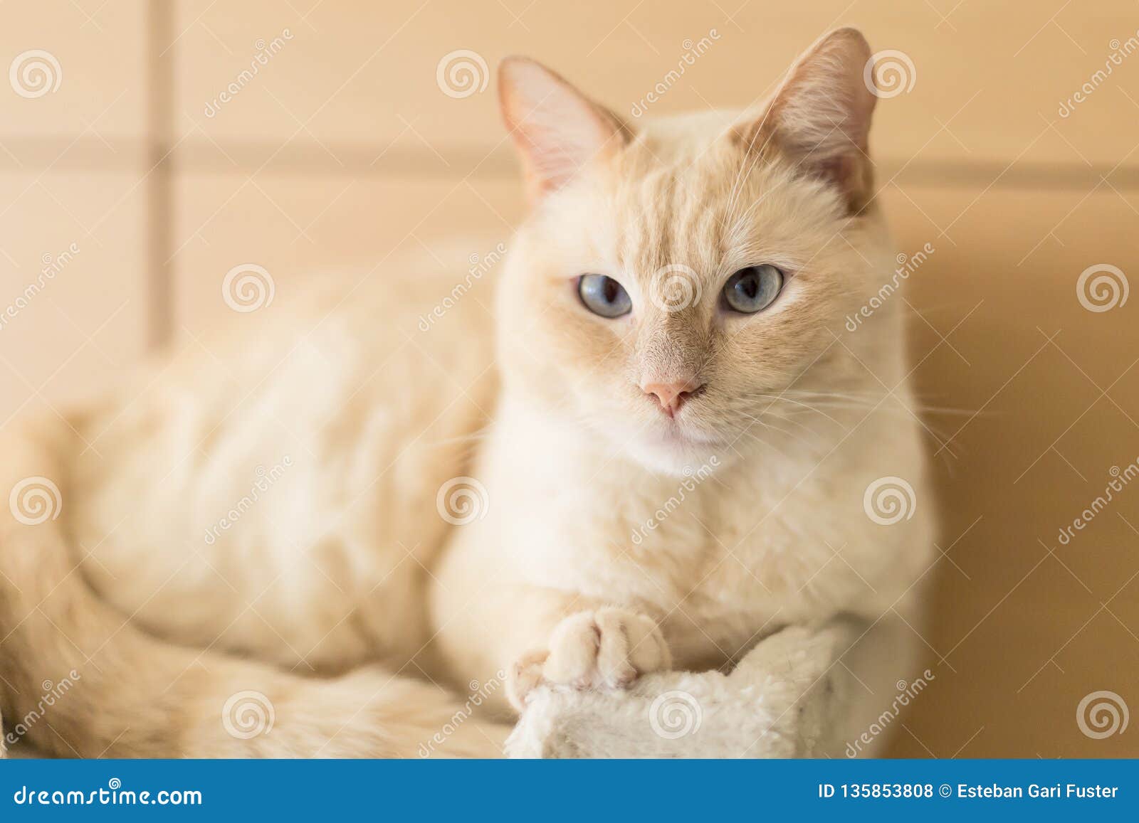Cat resting at home stock photo. Image of domestic, breed - 135853808