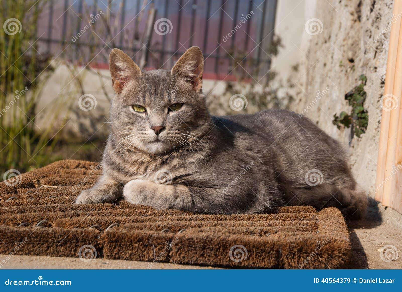 Cat resting stock image. Image of resting, street, sitting - 40564379