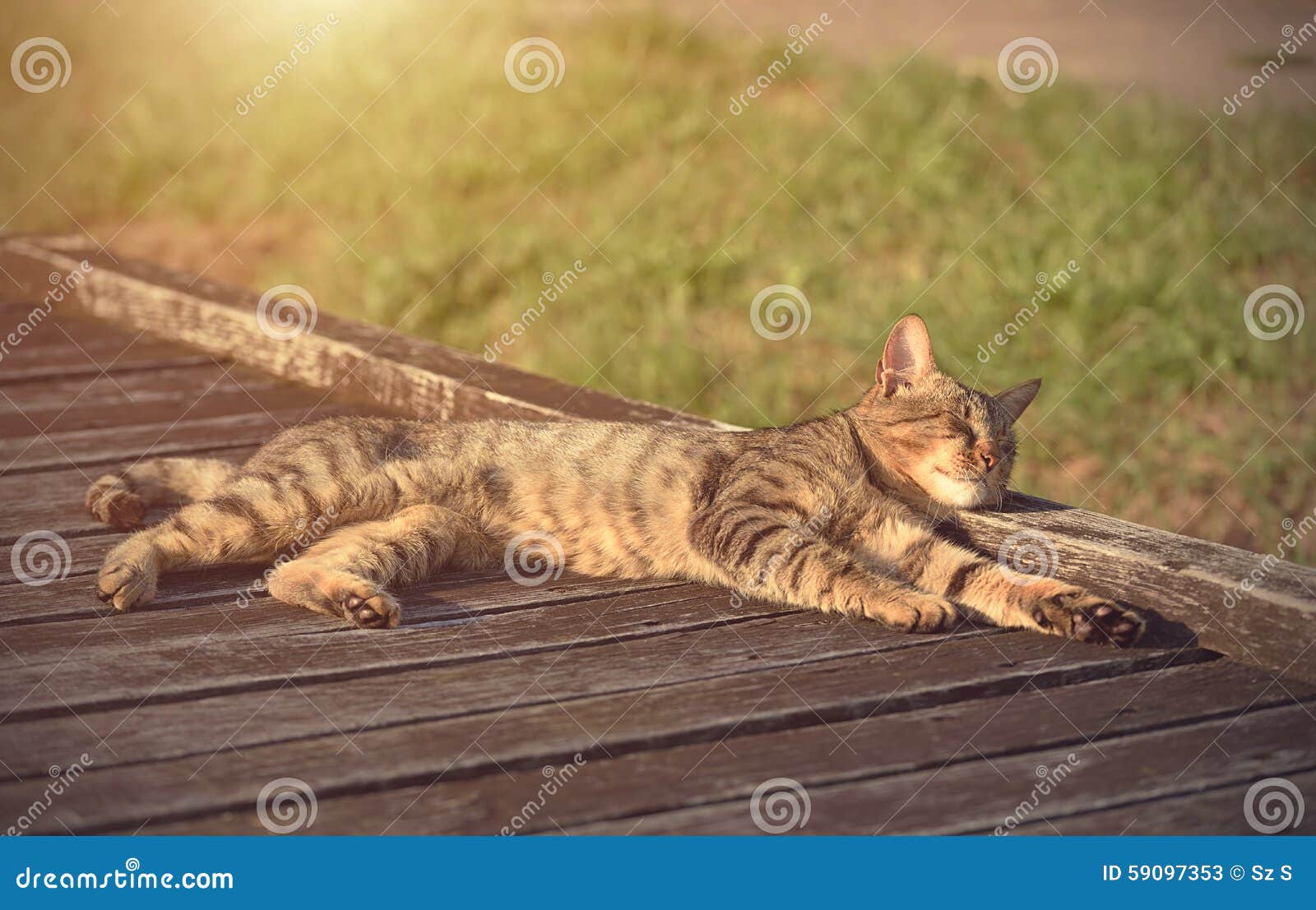 Cat resting in the park stock image. Image of resting - 59097353