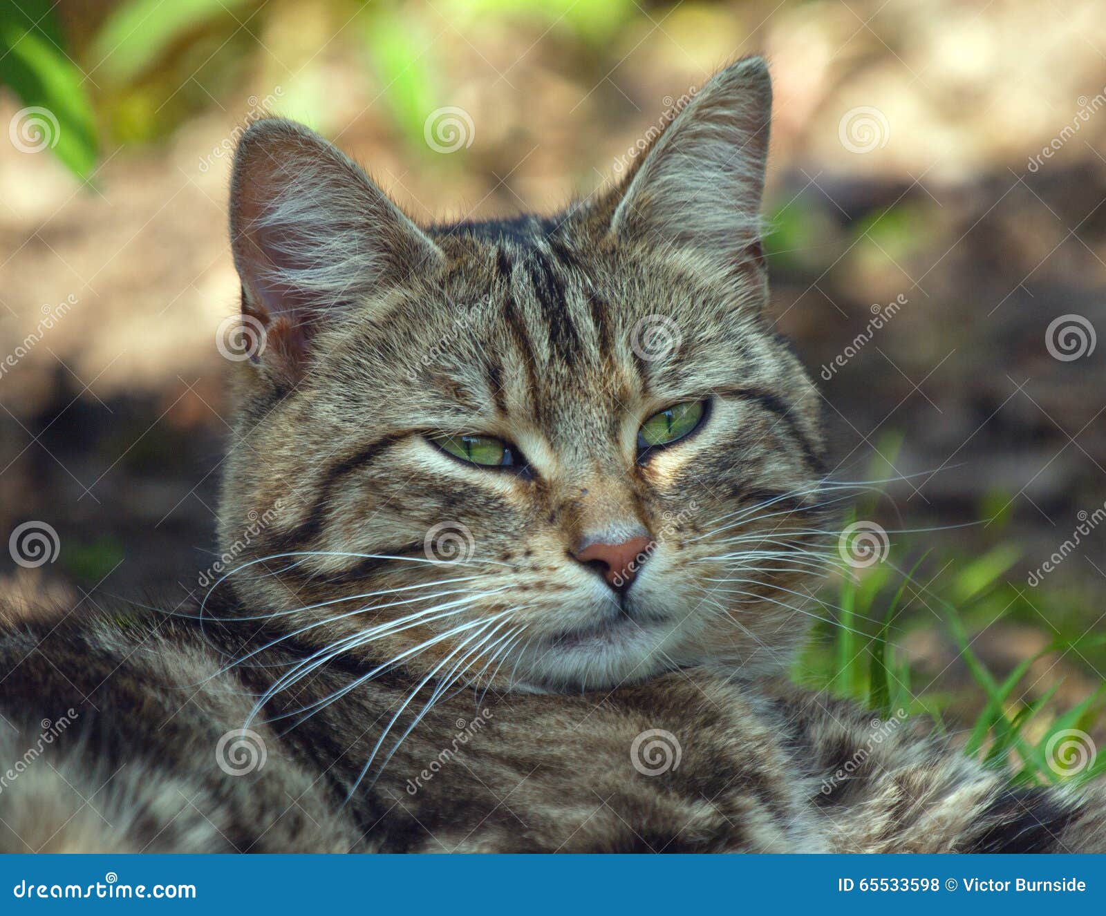 Cat stock photo. Image of portrait, domestic, shade, animal - 65533598