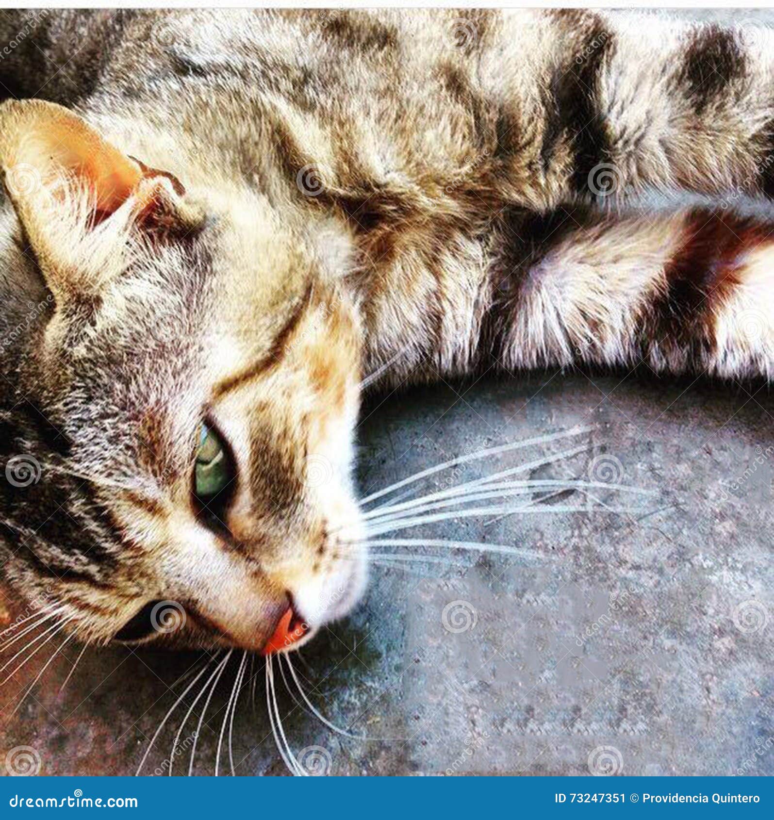 Cat resting stock image. Image of resting, stretching - 73247351