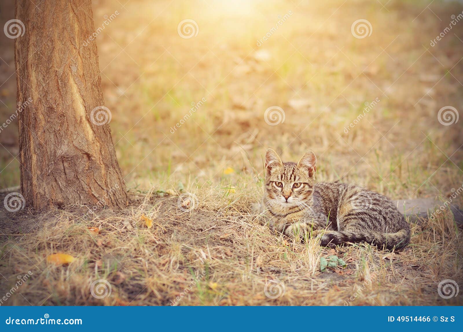Cat resting on a sunny day stock photo. Image of meadow - 49514466