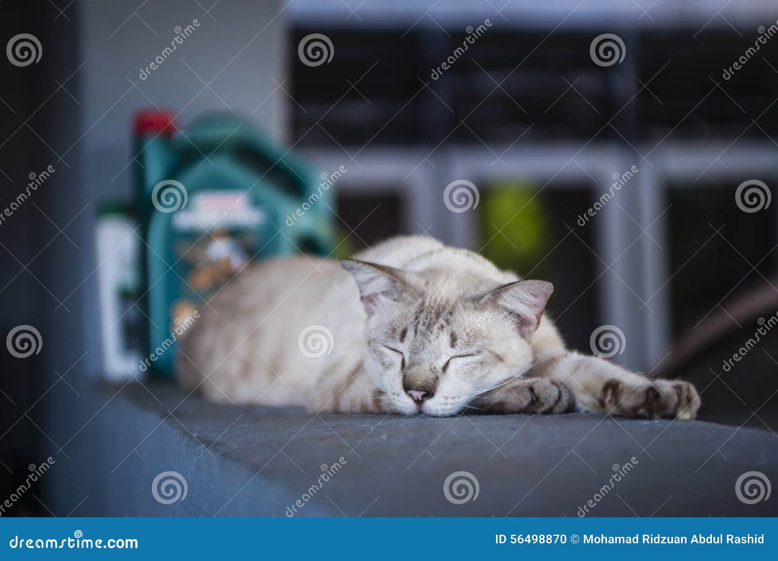 Cat resting on a wall stock photo. Image of sleeping - 56498870