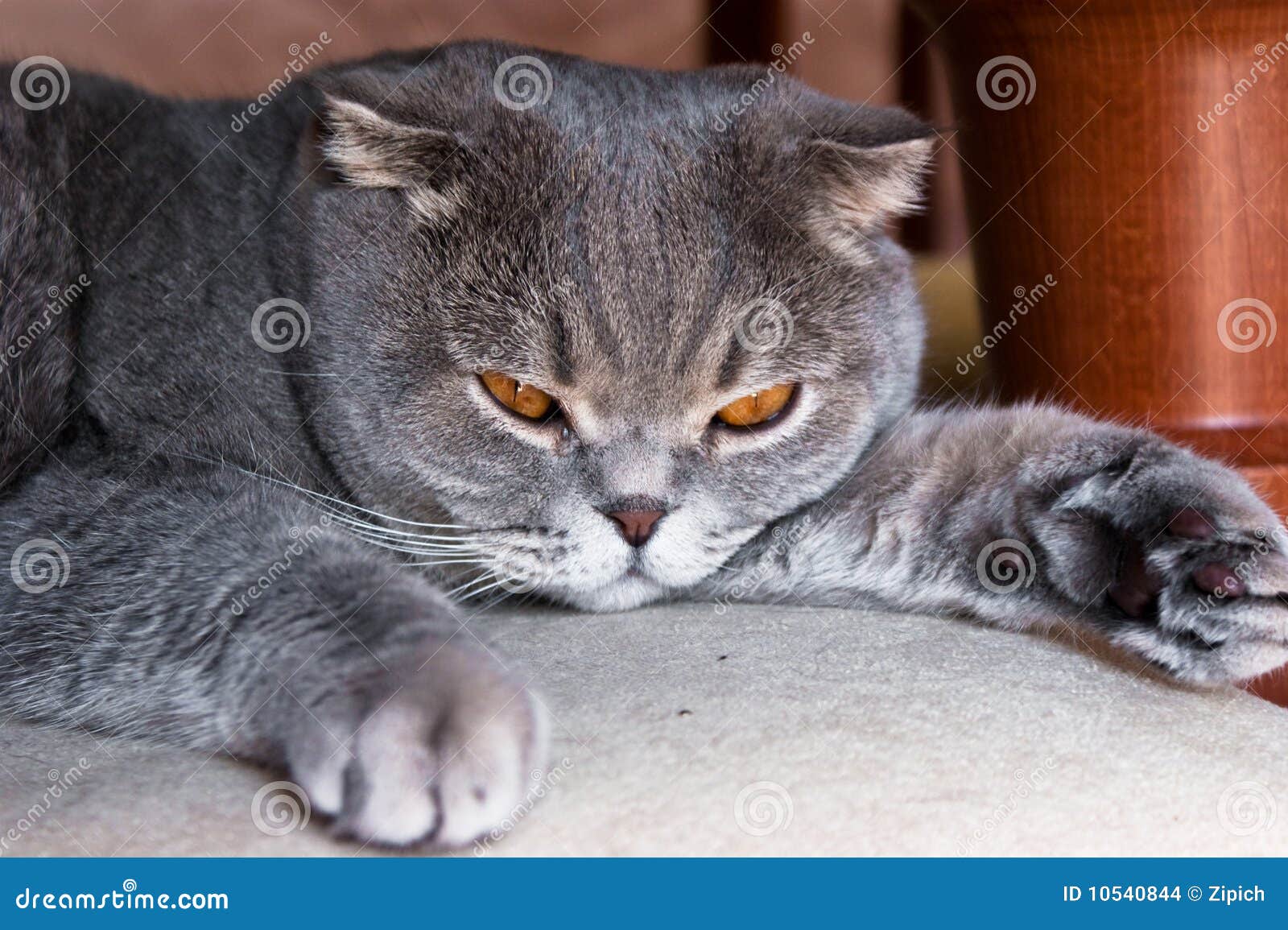 Cat rests stock photo. Image of mammal, animal, beauty - 10540844