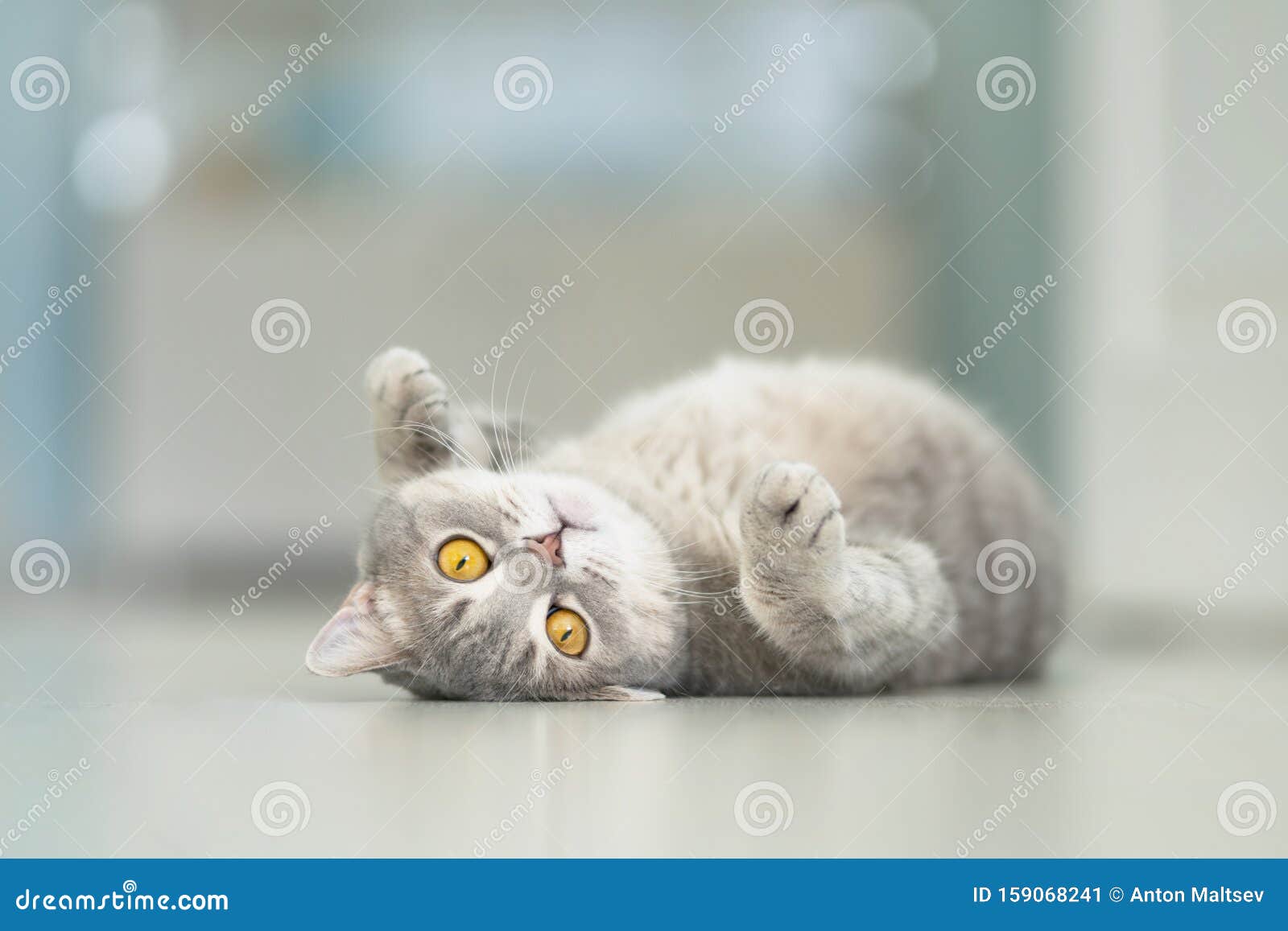 Cat Rests stock image. Image of indoor, rest, indoors - 159068241