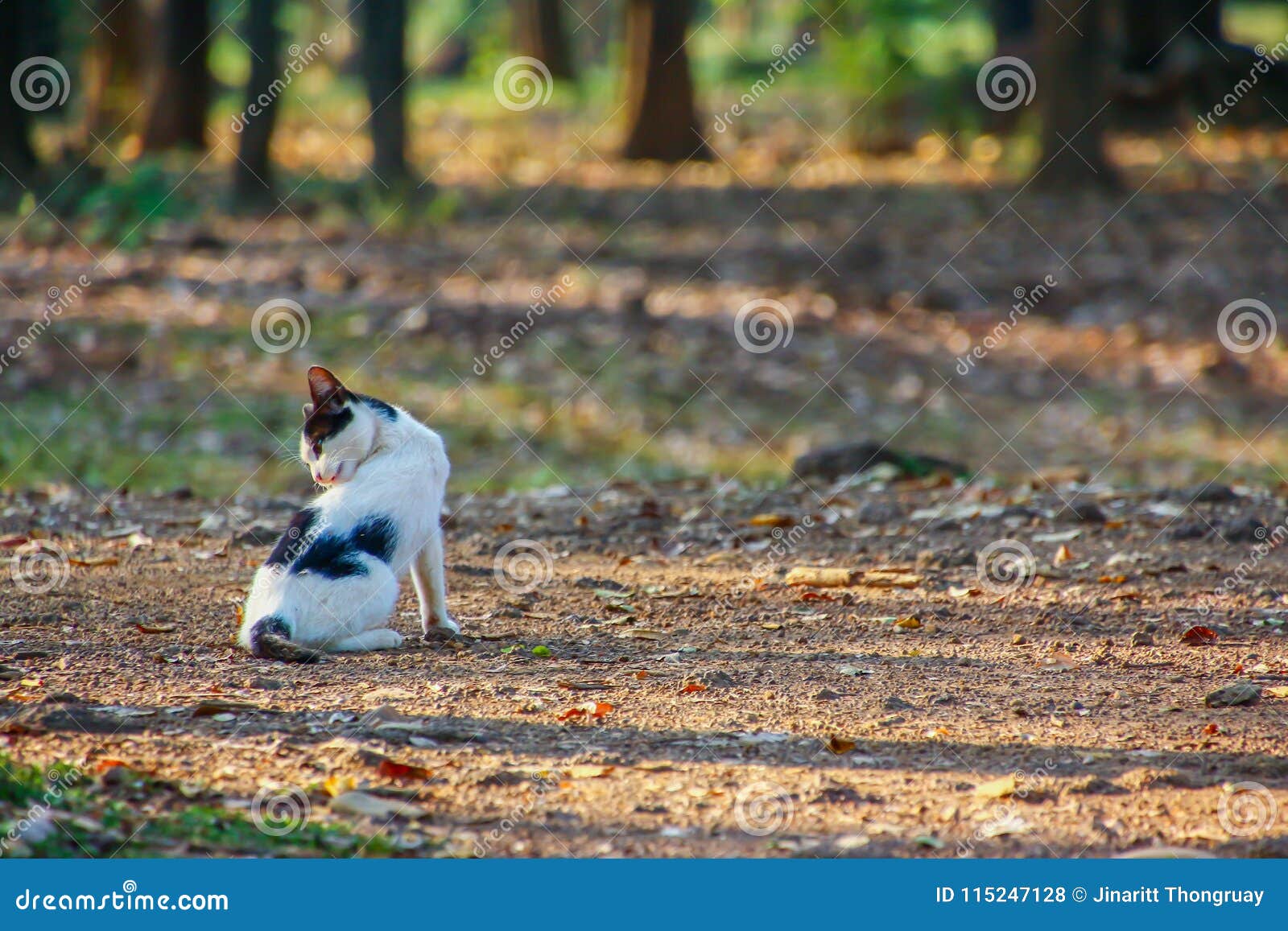 Cat Rests Under a Shade in a Park. Stock Photo - Image of lazy, rest ...