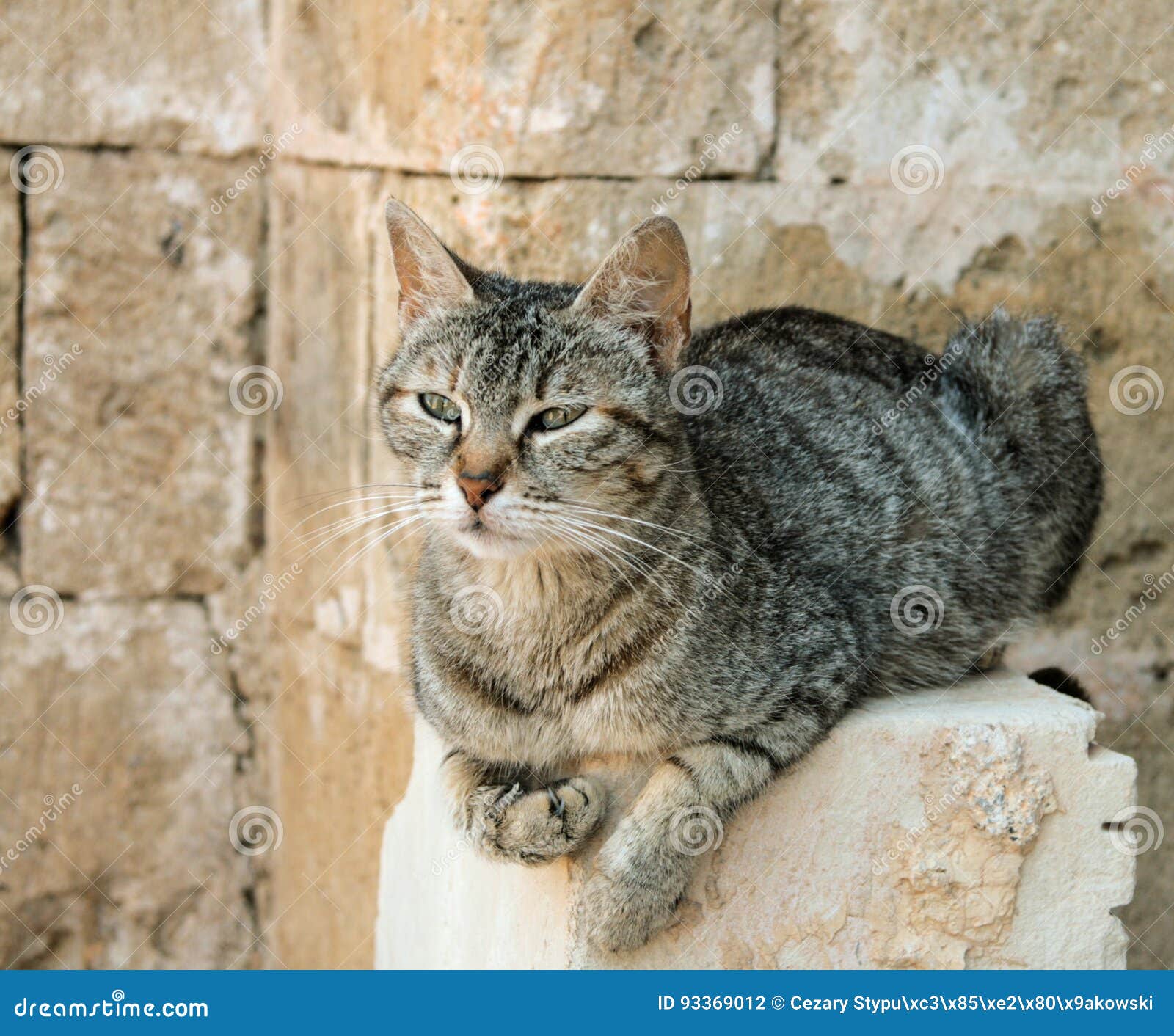 Cat in Rethymno Fortress stock photo. Image of stone - 93369012