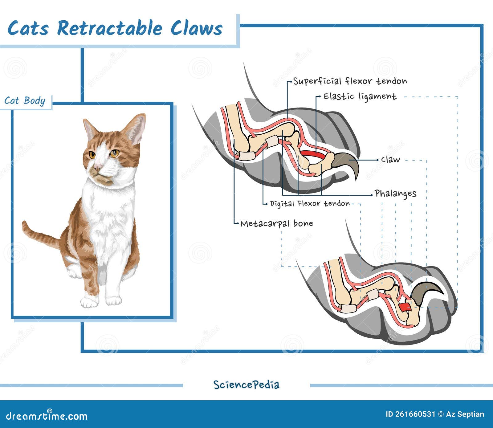 Cat Retractable Claws Vector Illustration Stock Illustration ...