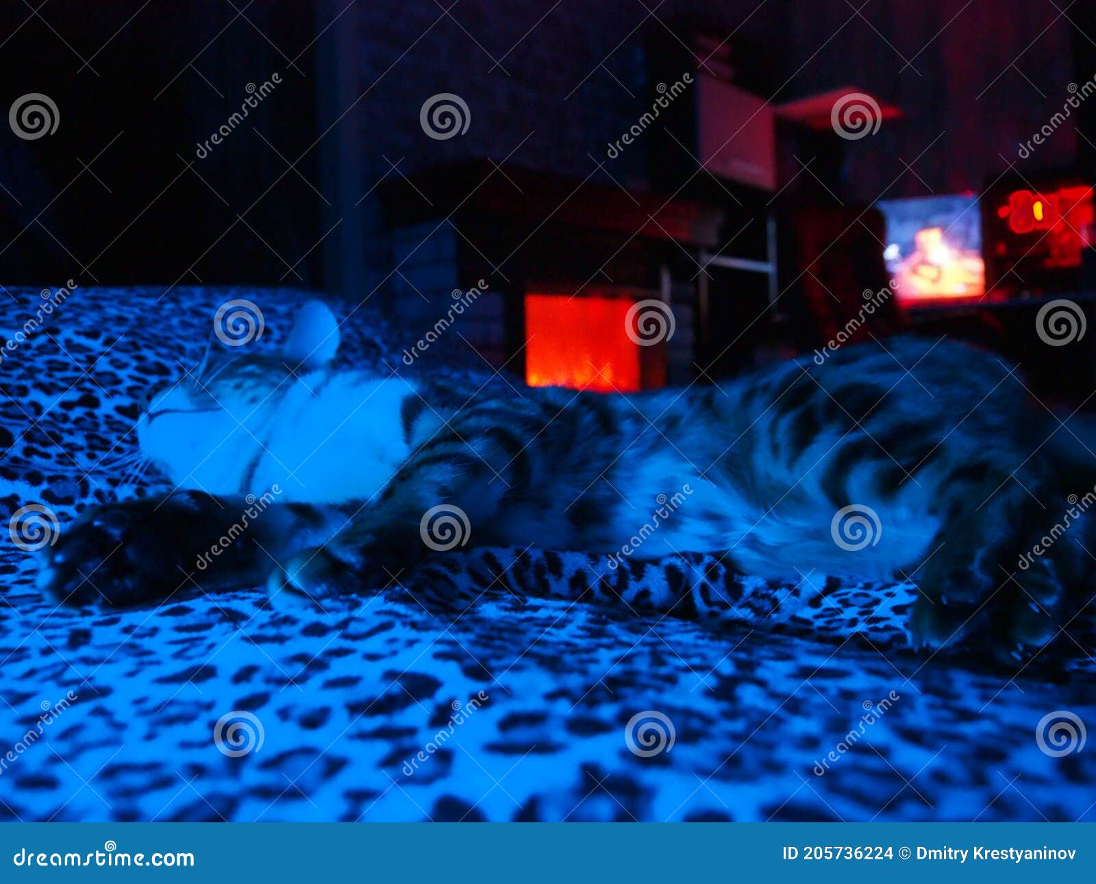 Cat retrowave stock photo. Image of kitten, animal, cyberpunk - 205736224