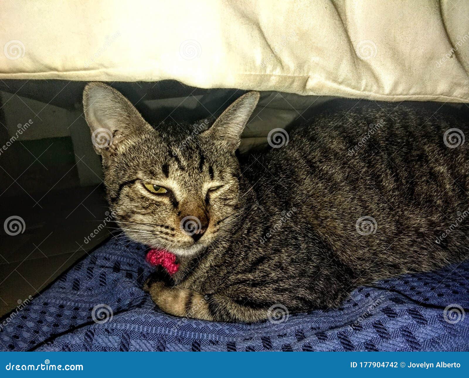 The cat with Ribbon stock photo. Image of carnivore - 177904742