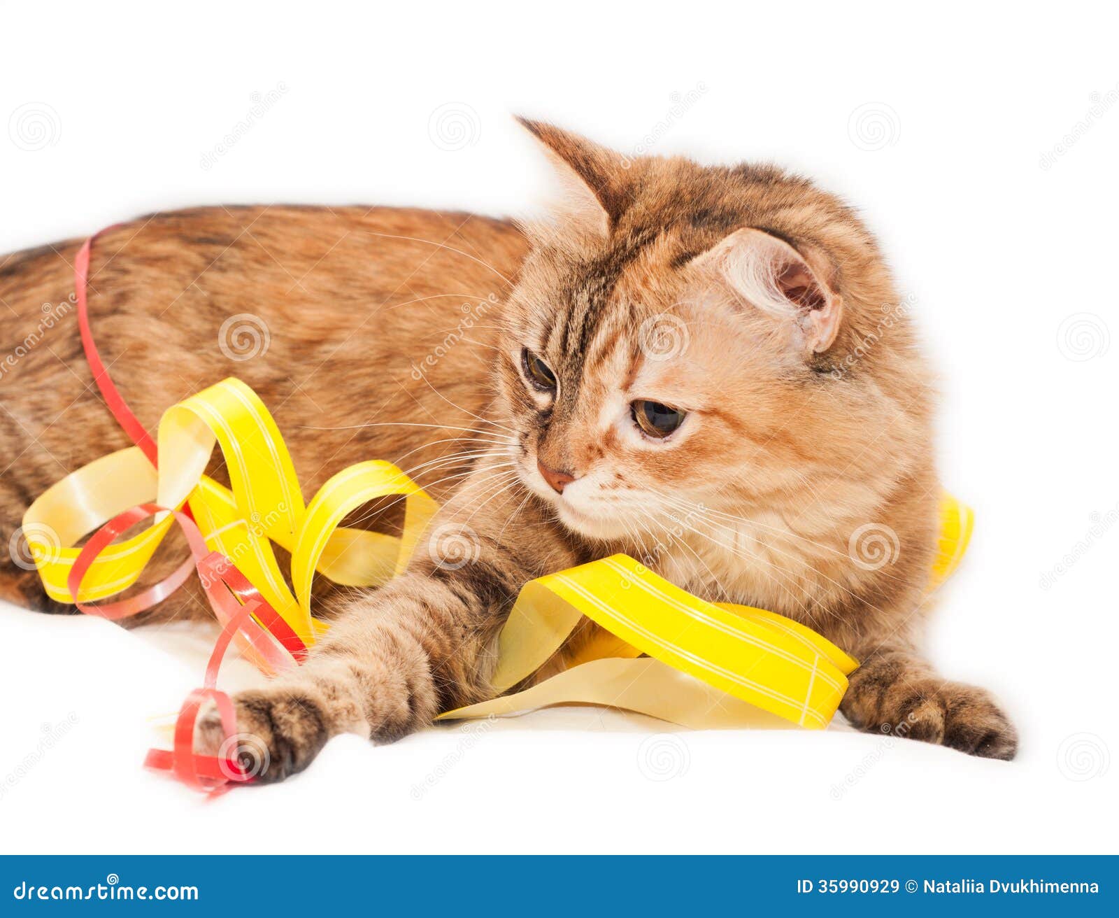 Cat and ribbons stock image. Image of ribbon, isolated - 35990929