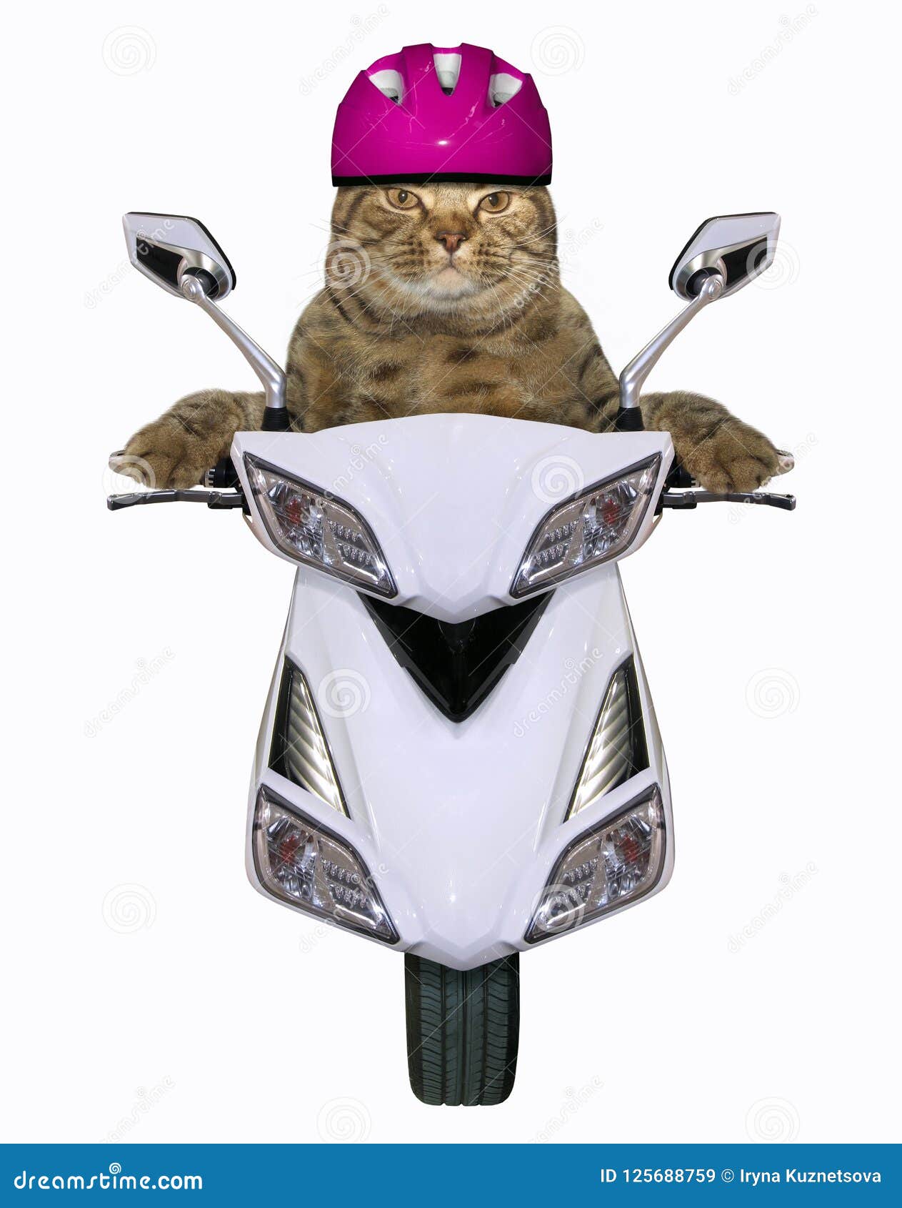 Cat ride a white scooter 2 stock image. Image of vehicle - 125688759
