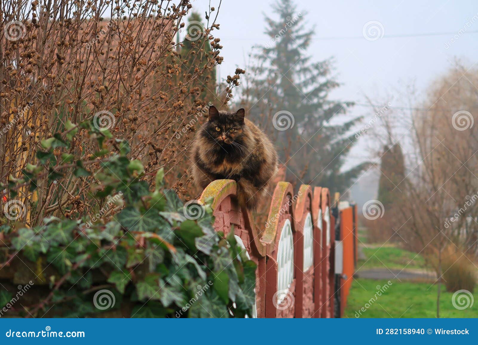 Cat Riding a Roller Coaster Stock Photo - Image of green, roller: 282158940