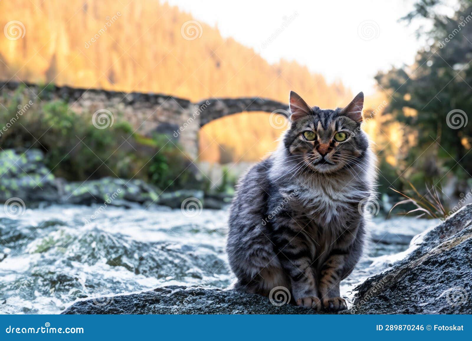 Cat and River stock photo. Image of kitty, beautiful - 289870246