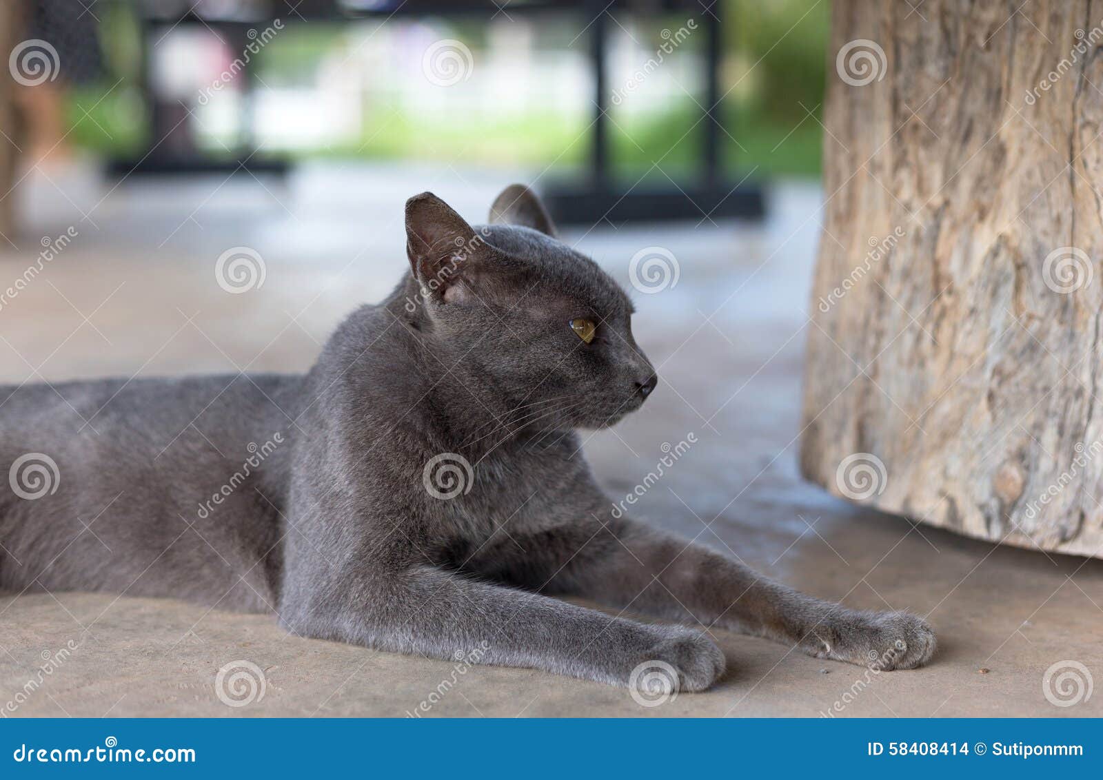 Cat roan stock photo. Image of domestic, chilling, hair - 58408414