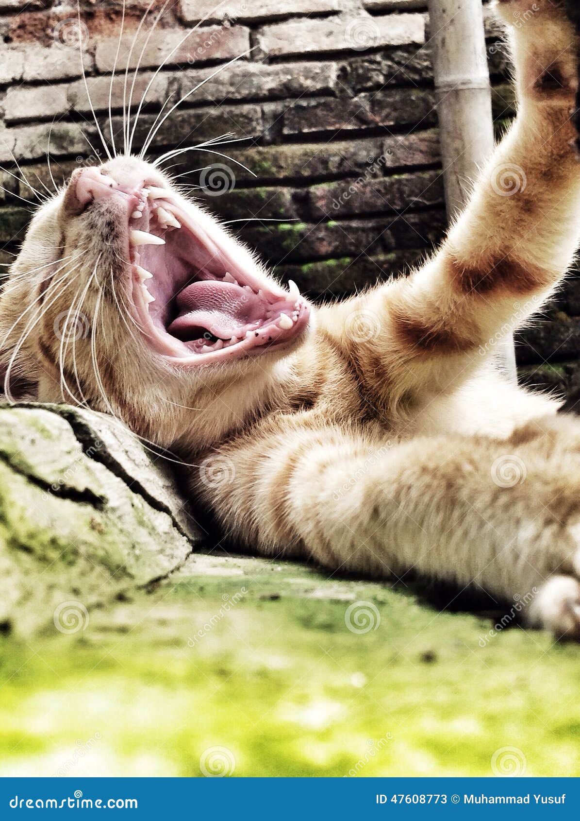 Cat roaring when sleepy stock image. Image of mouth, animal - 47608773