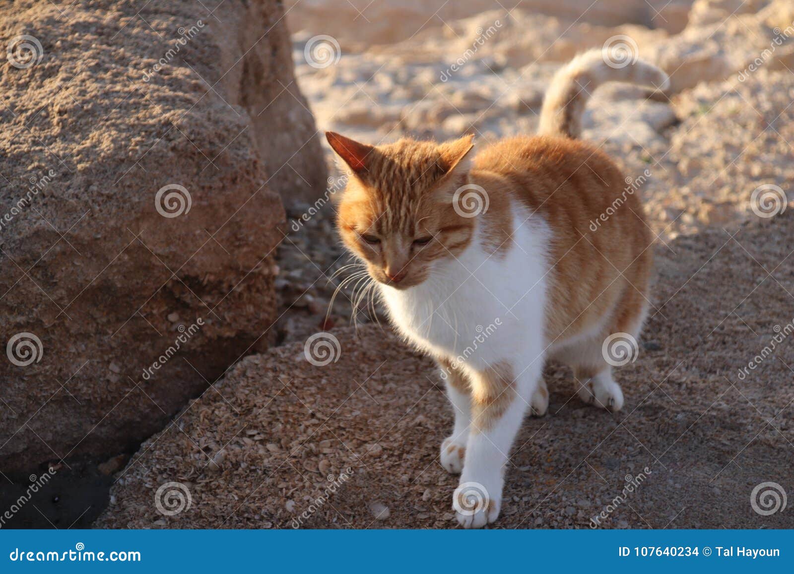 Cat on rocks stock photo. Image of sitting, white, rocks - 107640234