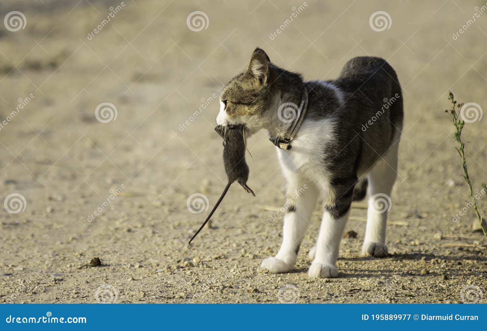 Cat with rodent in mouth stock image. Image of food - 195889977