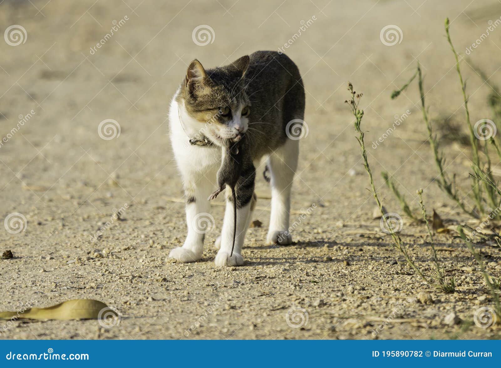 Cat with rodent in mouth stock photo. Image of beast - 195890782