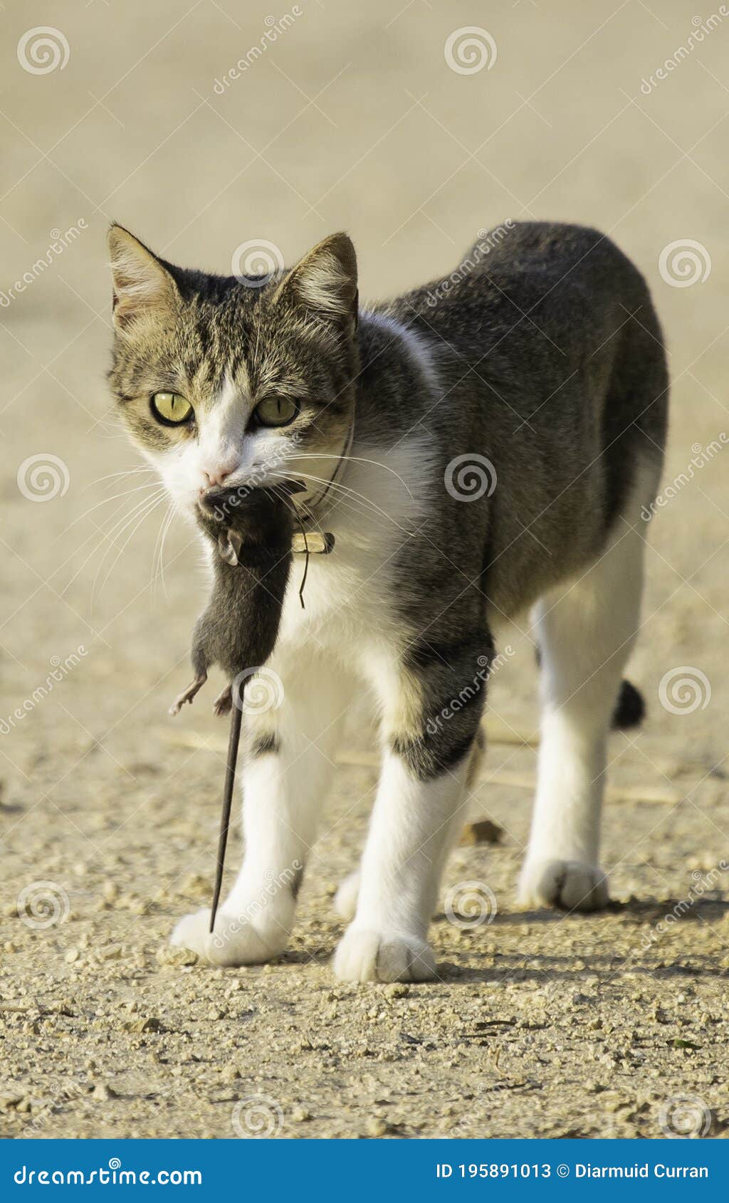Cat with rodent in mouth stock image. Image of face - 195891013