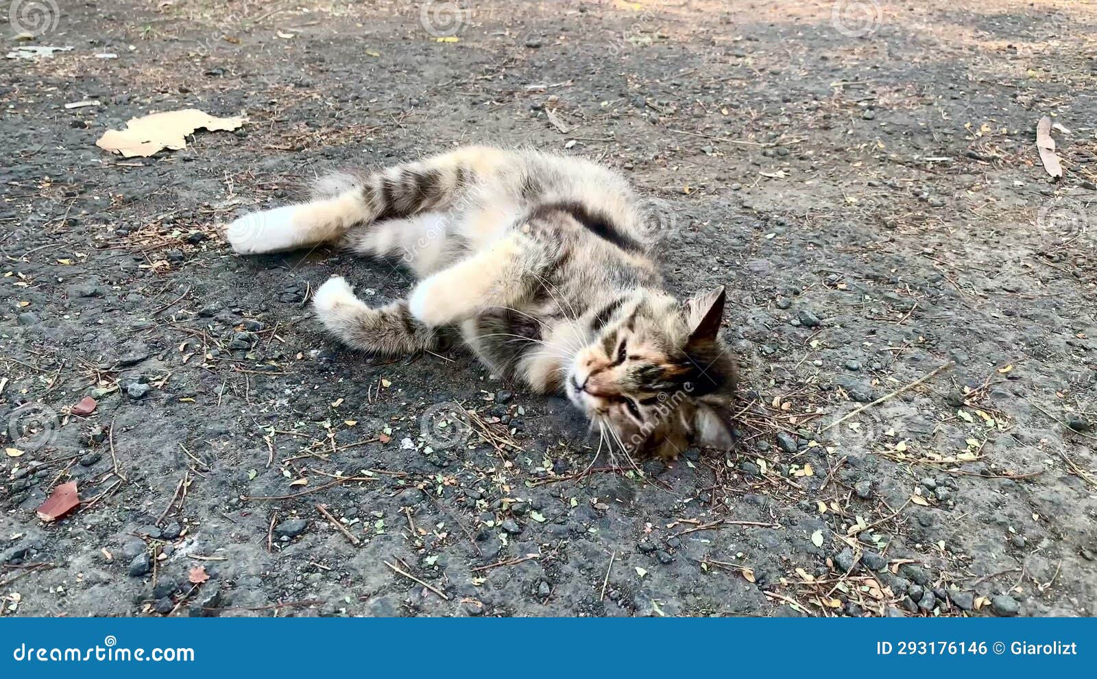 The Cat Rolled on the Ground Stock Footage - Video of kitten, face ...