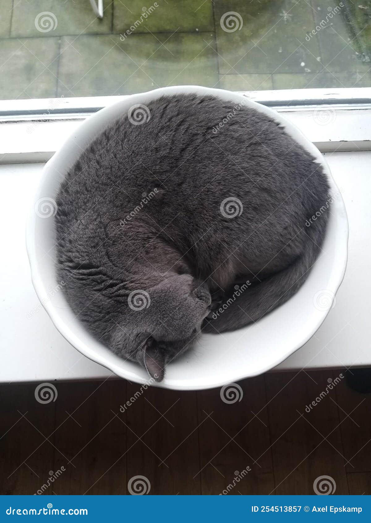 Cat rolled up stock image. Image of kitten, animal, organ - 254513857