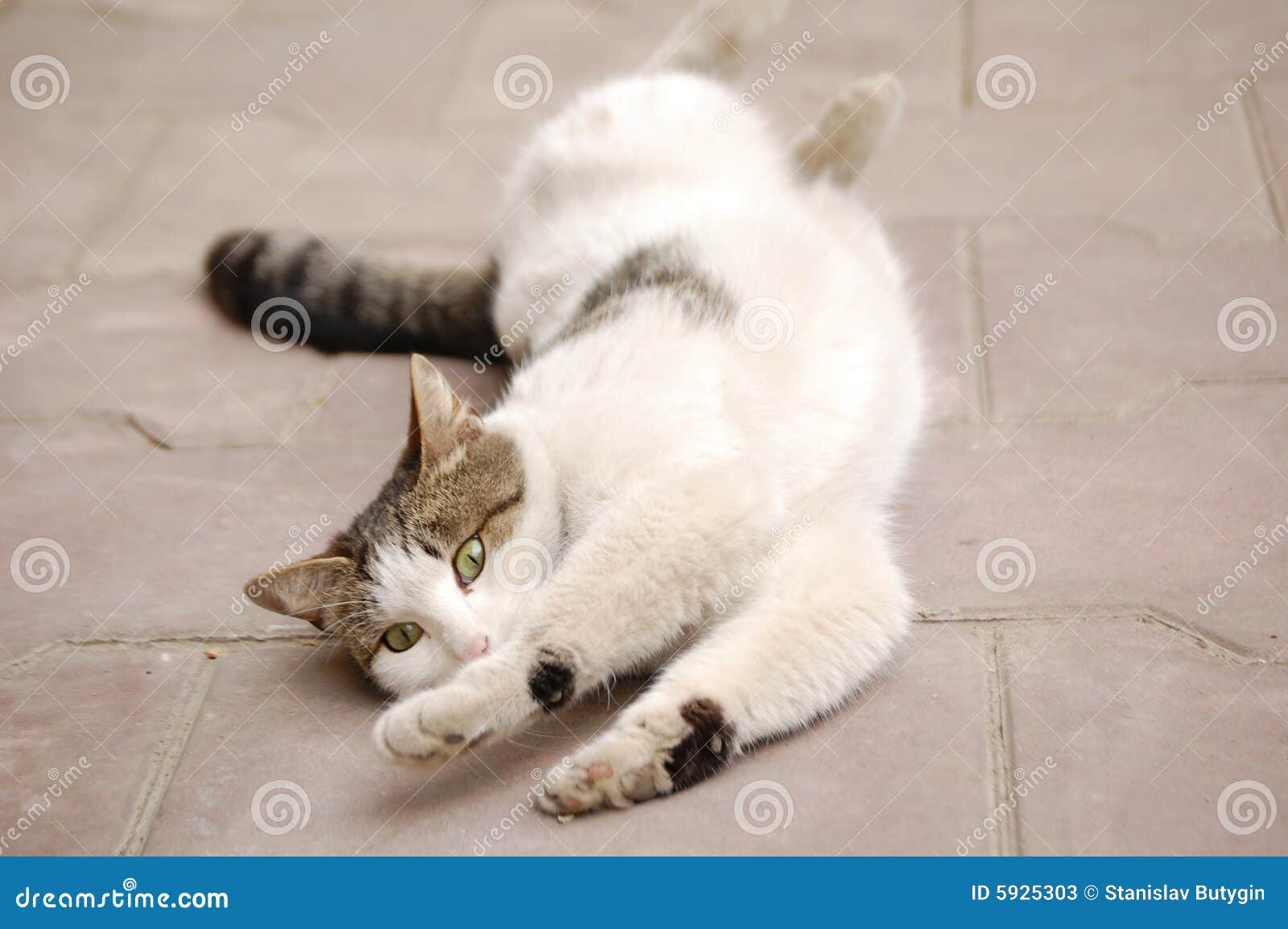 Cat Rolling On Ground Picture. Image: 5925303