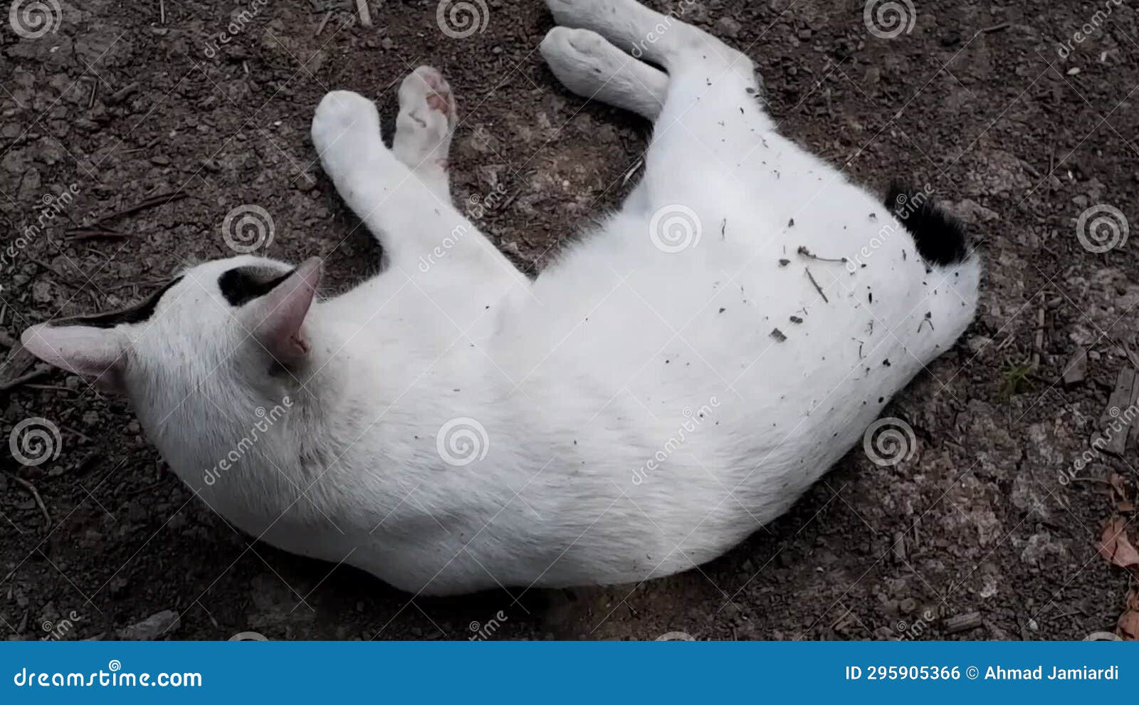 A Cat Rolling on the Ground. Stock Footage - Video of animal, eyes ...