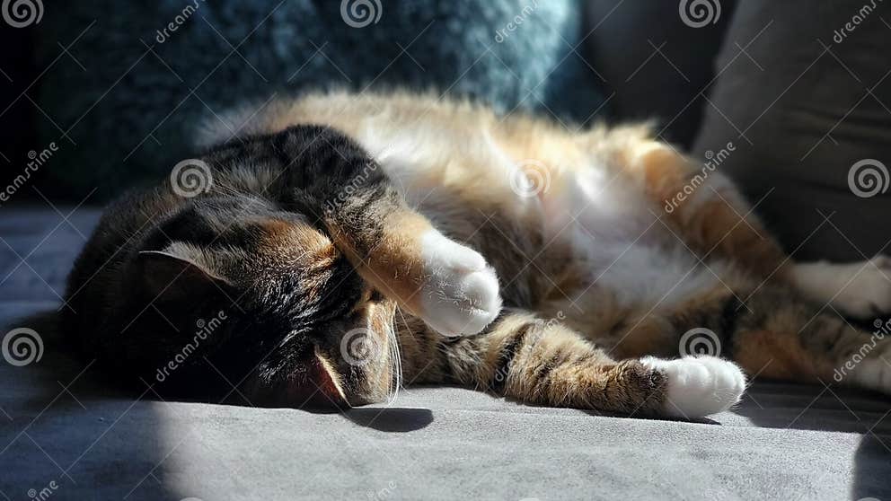 Cat Rolling Over stock photo. Image of mammal, whiskers - 215182836