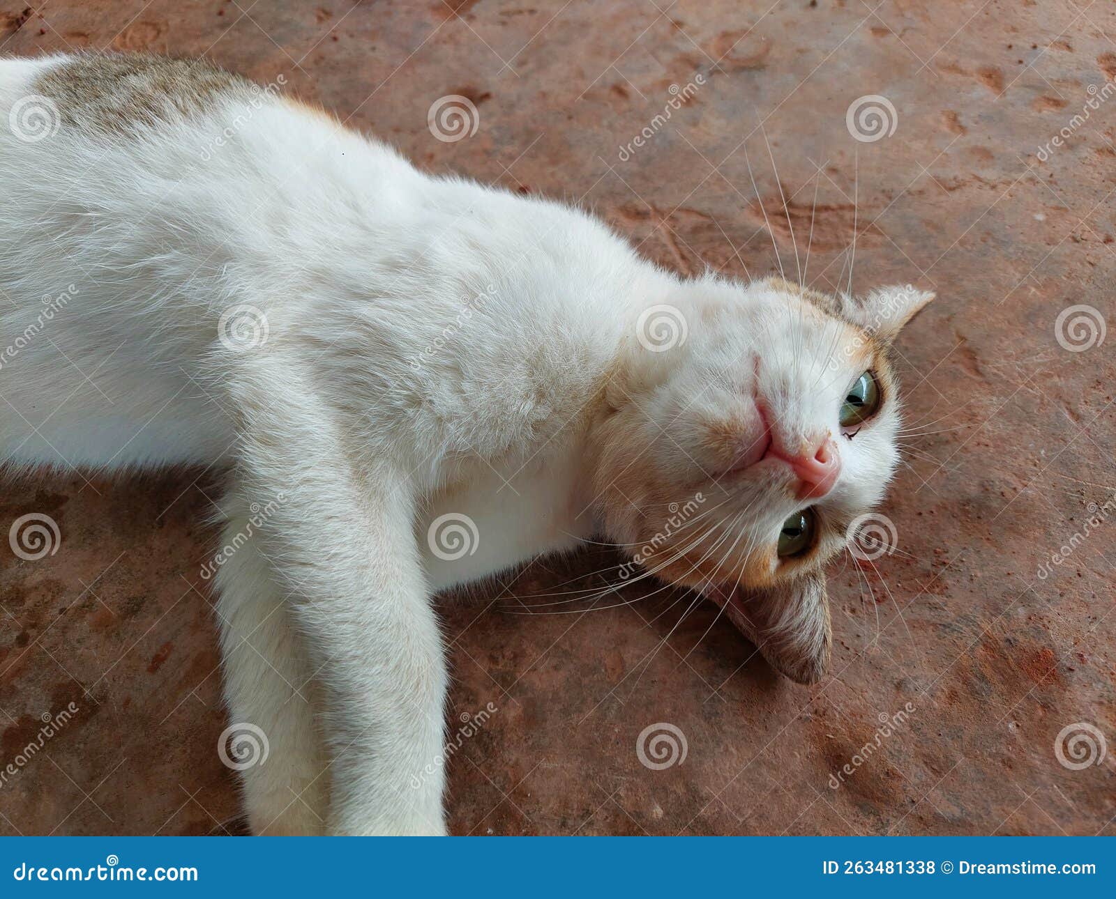 The Cat is Rolling Over when it is Relaxed Stock Photo - Image of skin ...
