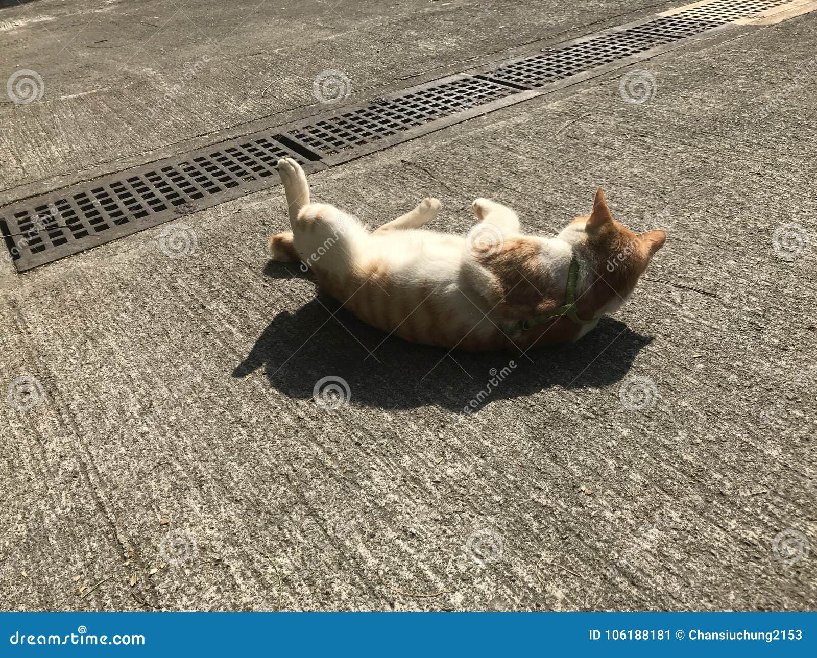 A Cat Rolling Under the Sun Stock Image - Image of rolling, ground ...