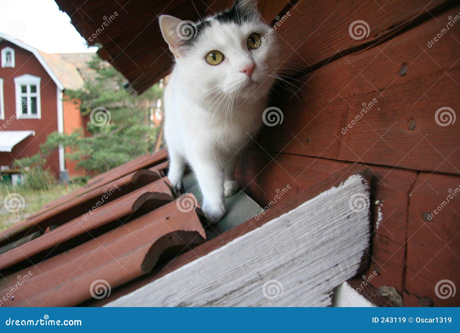 Cat of roof stock image. Image of face, look, calico, eyes - 243119