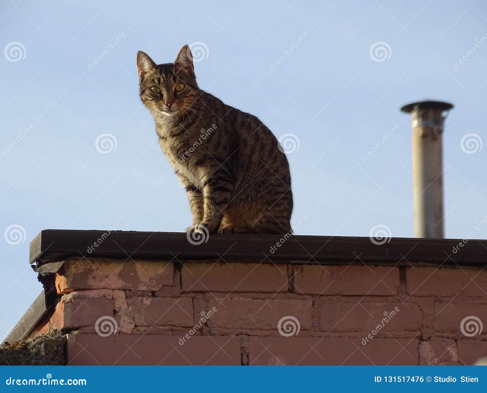 Cat on a Roof and Brick Wall Stock Photo - Image of tigercat, board ...