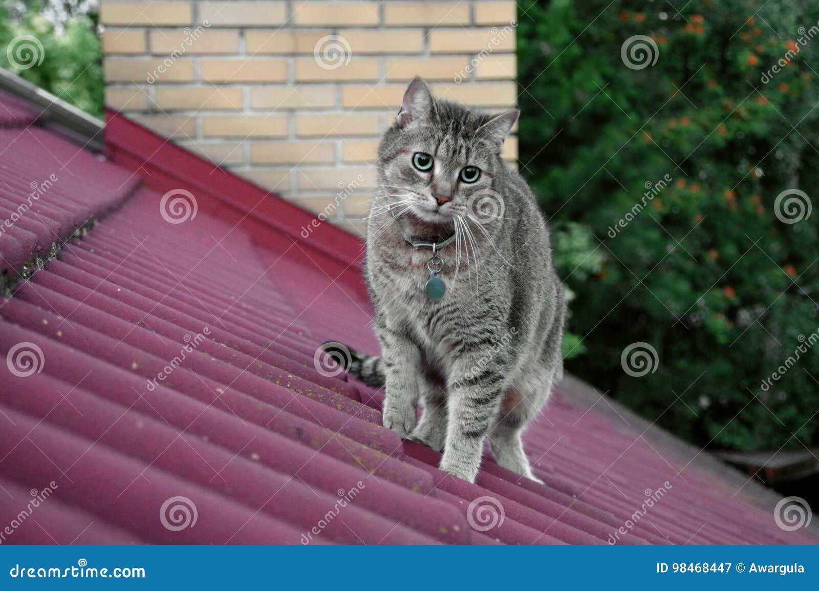 Cat on roof stock image. Image of walk, roof, house, view - 98468447