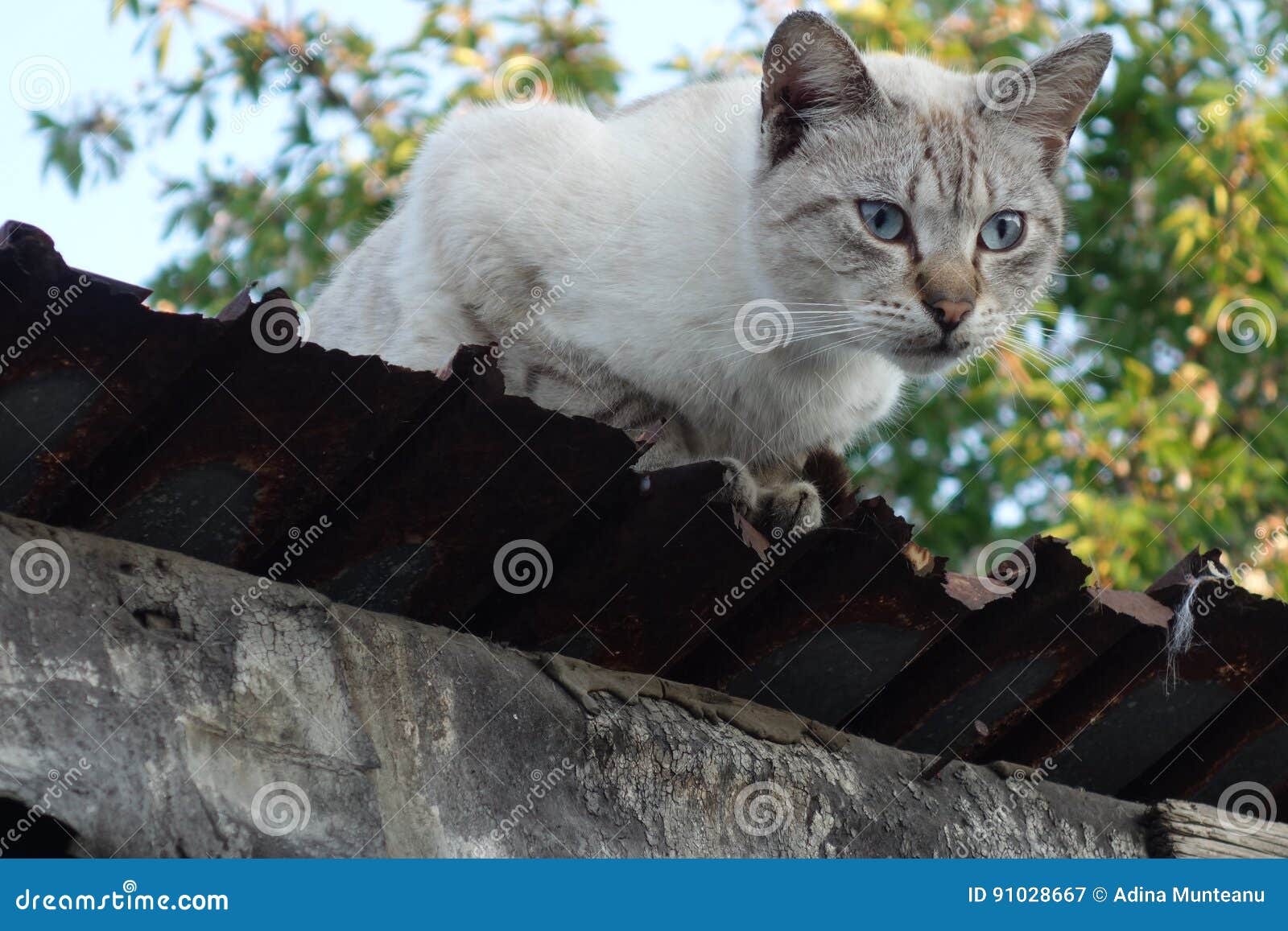 Cat on roof edge stock image. Image of edge, curious - 91028667