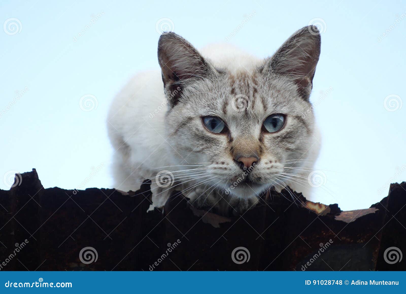 Cat on roof edge stock photo. Image of edge, mongrel - 91028748