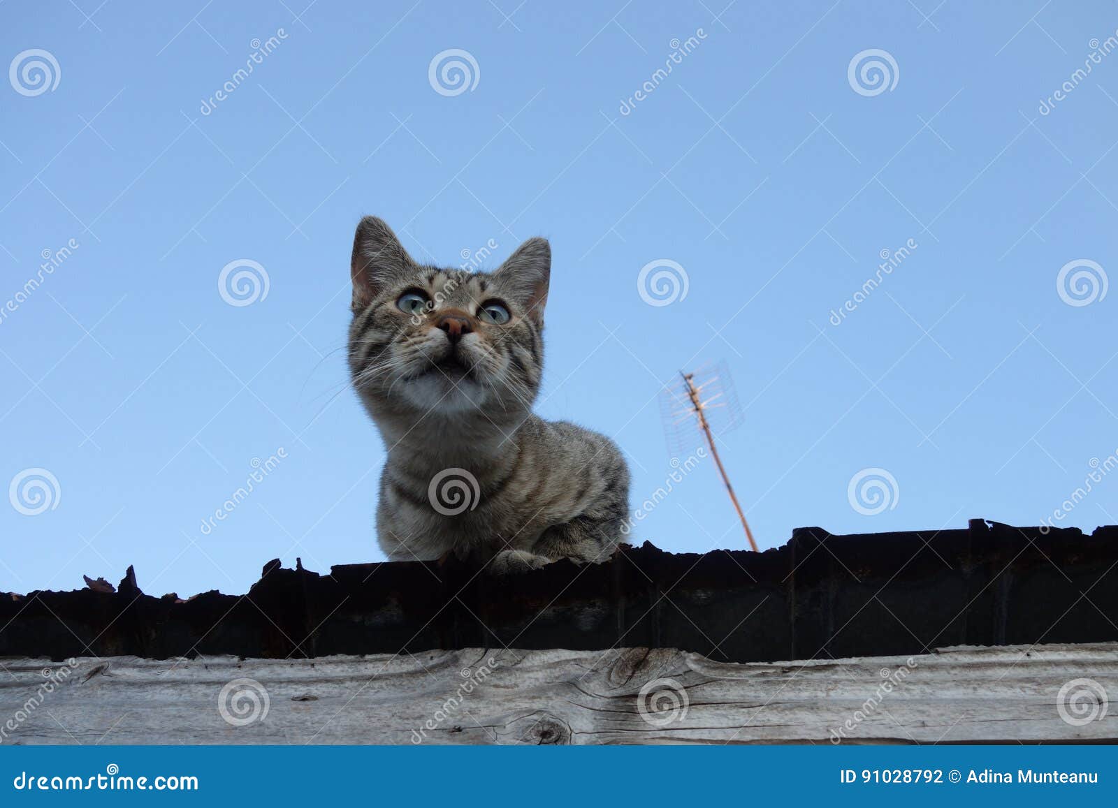 Cat on roof edge stock photo. Image of mongrel, looking - 91028792