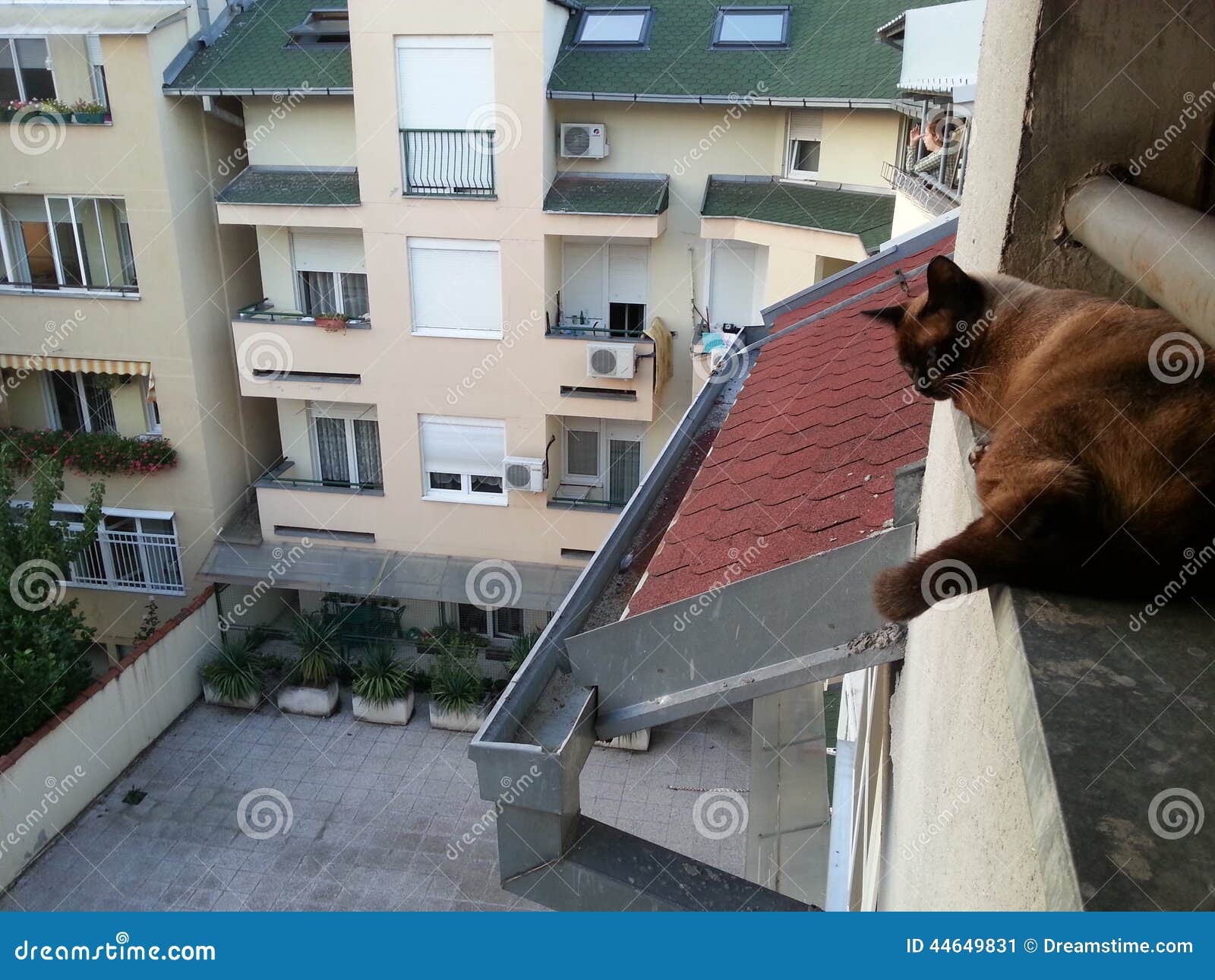 Cat on the roof stock image. Image of siameese, relaxing - 44649831