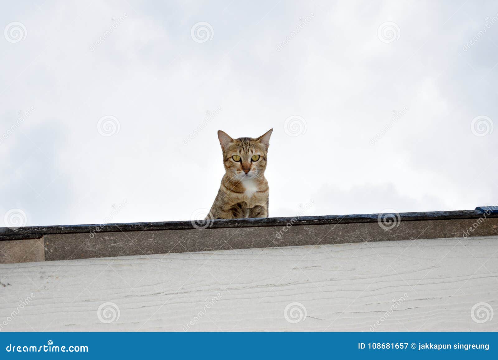 Cat on the Roof with the Sky Background Stock Image - Image of look ...