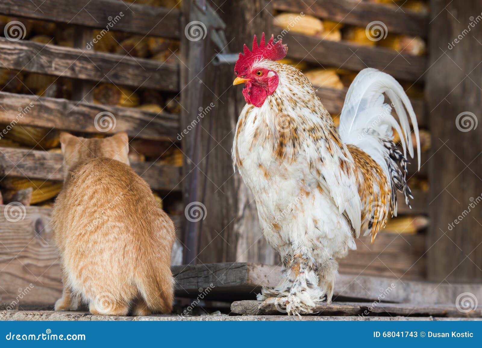 Cat and rooster stock image. Image of bright, kitten - 68041743