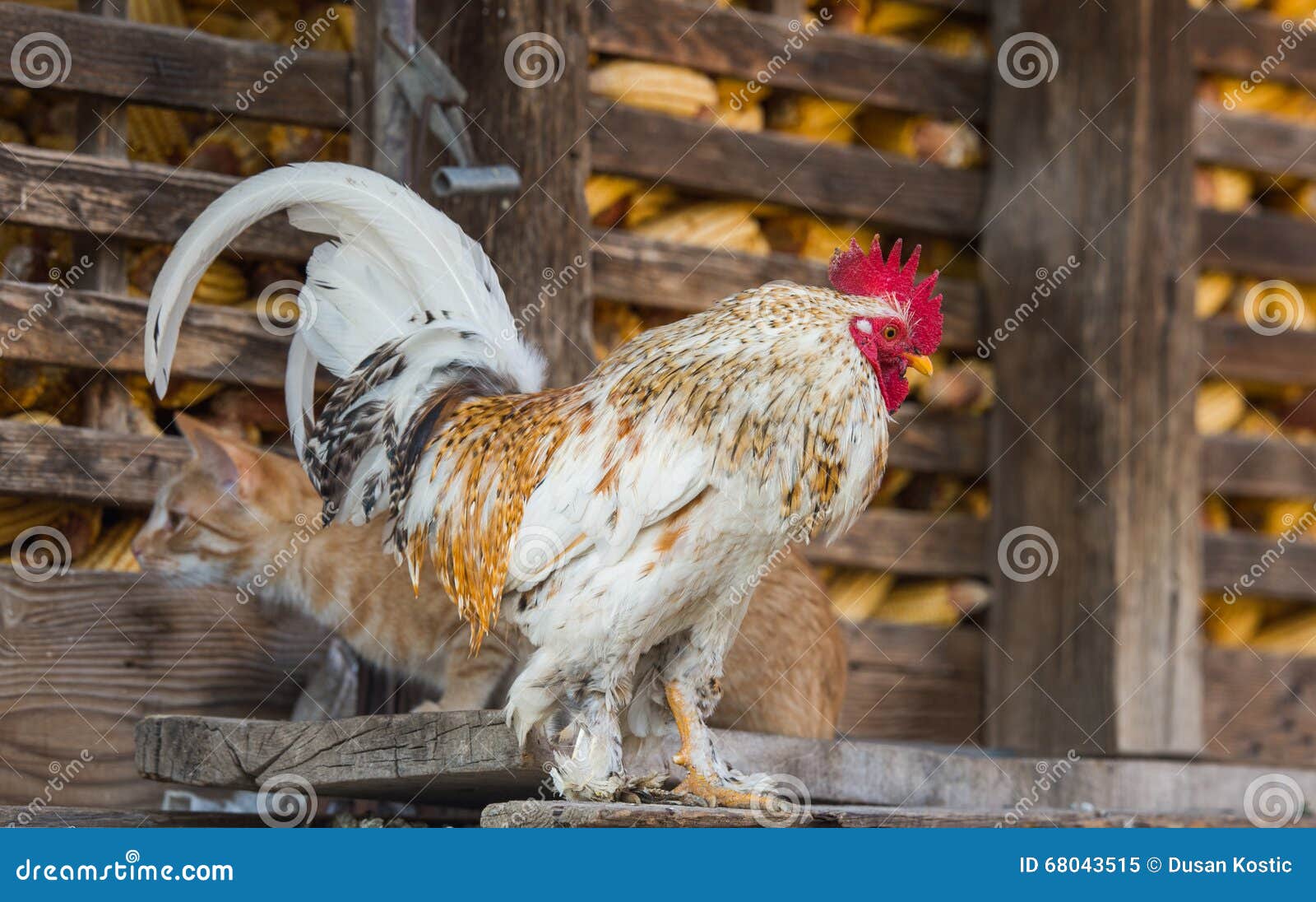 Cat and rooster stock image. Image of male, feather, comb - 68043515