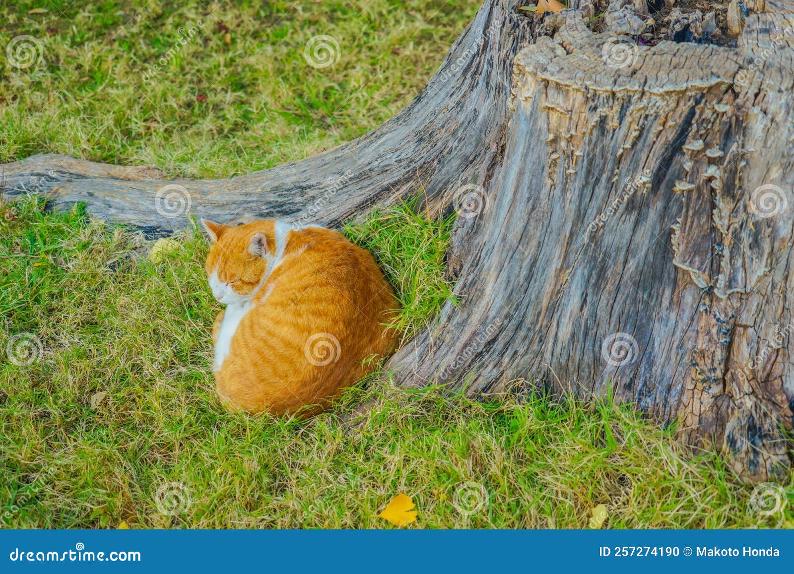 Cat at the root of stumps stock photo. Image of pets - 257274190