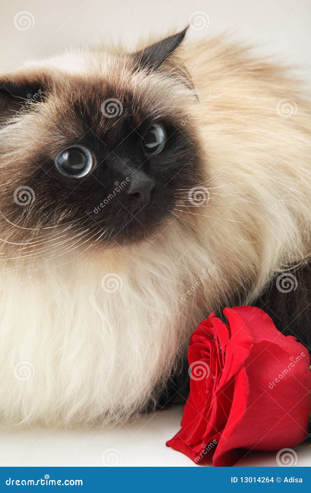 Cat with rose stock photo. Image of flower, feline, maskaradnaya - 13014264