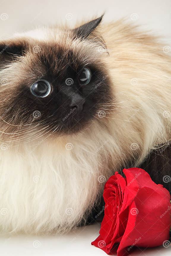 Cat with rose stock photo. Image of flower, feline, maskaradnaya - 13014264